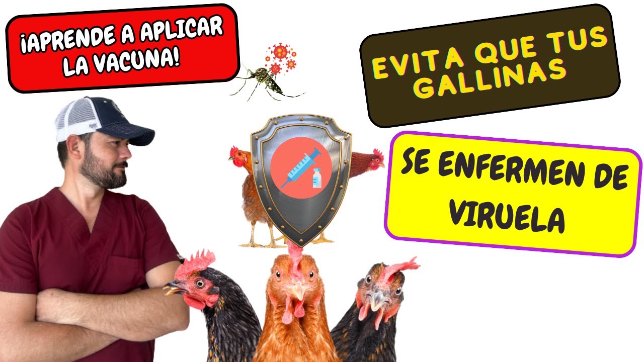 🔴 Conoce la VIRUELA aviar 🦠 🐔 y cómo aplicar la VACUNA para PREVENIRLA ...