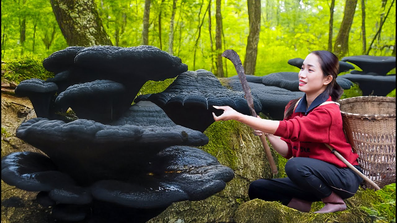 Forest Life | Harvesting Truffles (Black Diamonds) from Giant Oak Trees ...