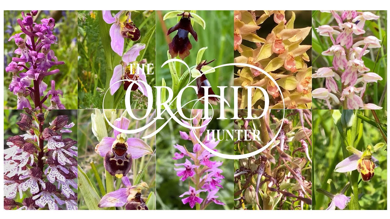 Orchid Hunter - 100 - Top 40 of 2021 - YouTube