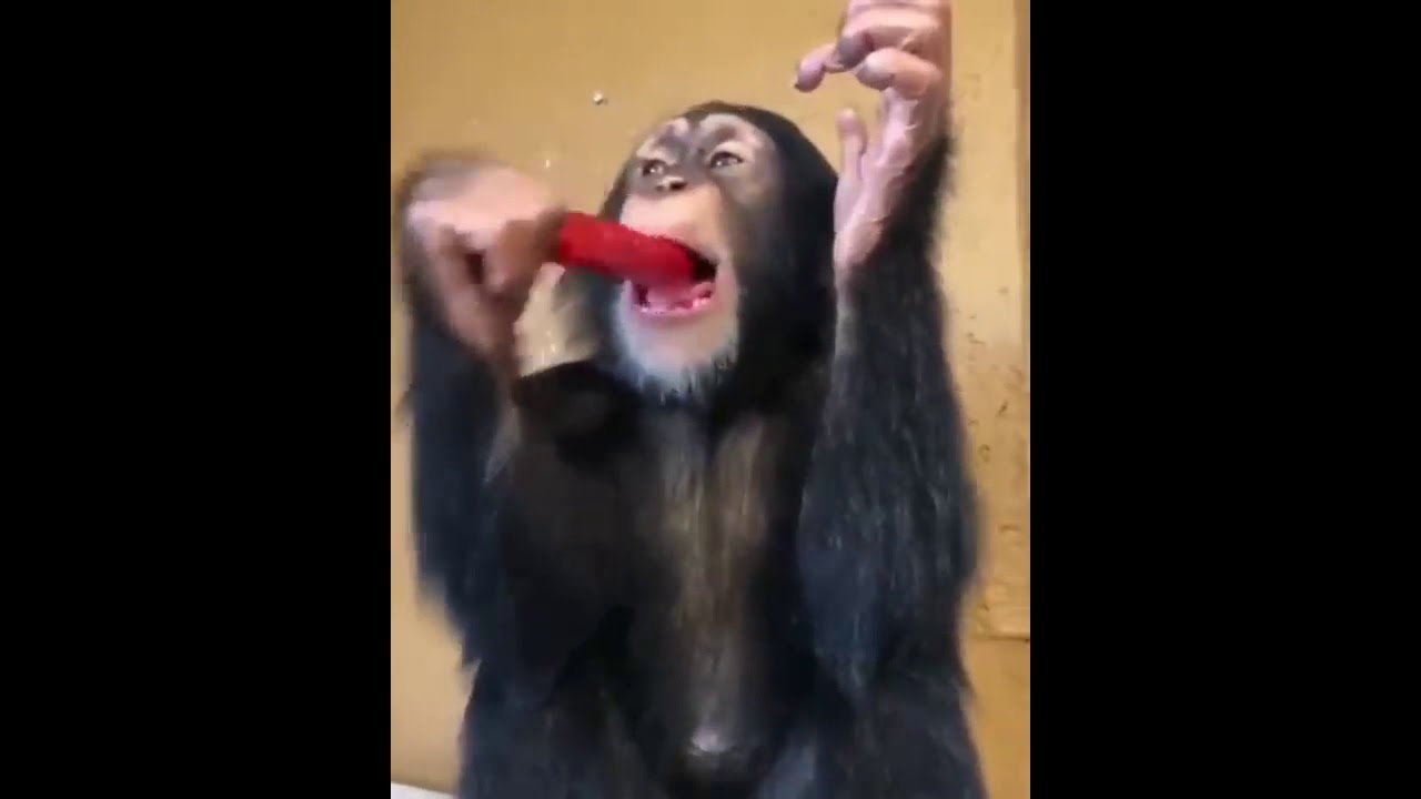 Video Lucu Banget! Terbaru Paling lucu Abiss - YouTube