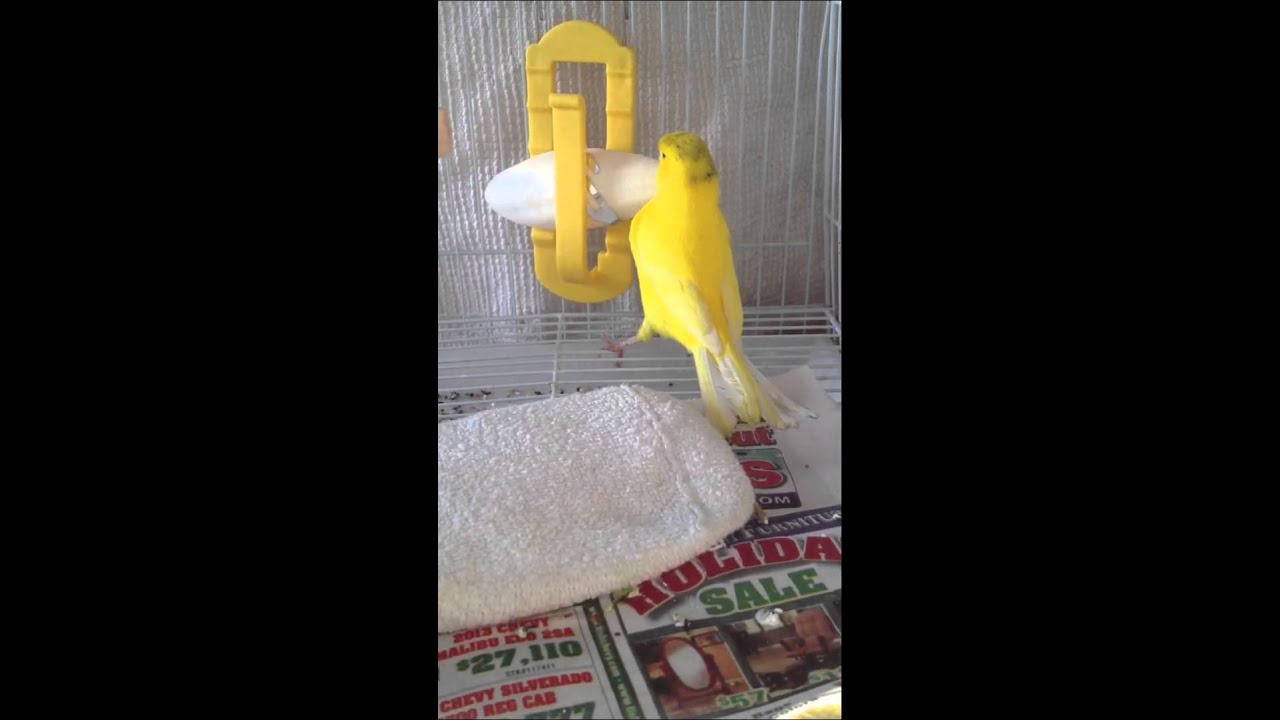 sick yellow canary - YouTube