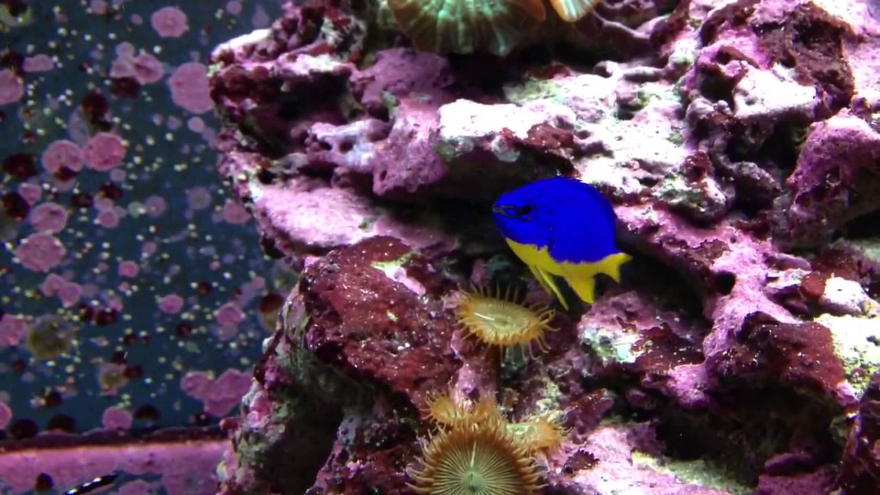 Azure Damsel playing up to the camera - YouTube