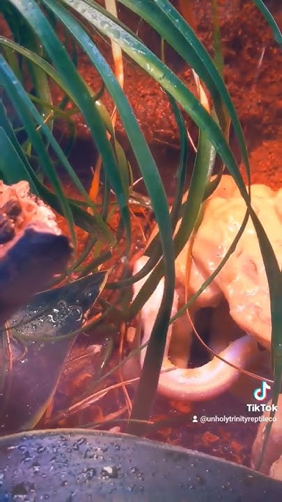 Ball Python enjoys a fresh misting! #shorts #ballpython #thirsty # ...