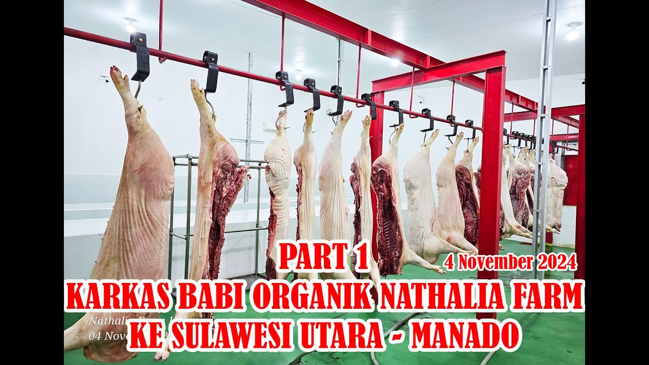 PART 1 KARKAS BABI ORGANIK NATHALIA FARM KE MANADO - YouTube