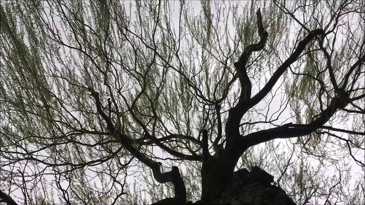 Golden weeping willow - canopy - March 2019 - YouTube