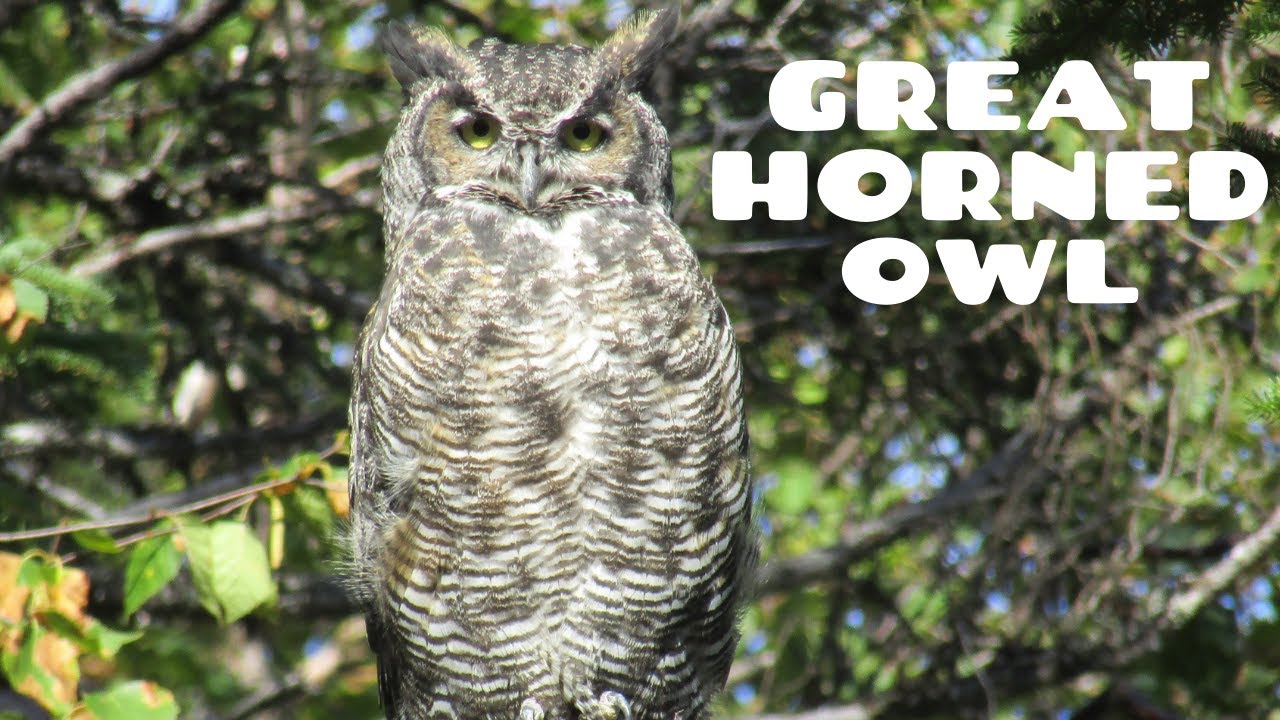 Can you spot the Great Horned Owl? Humber Valley, Newfoundland. - YouTube