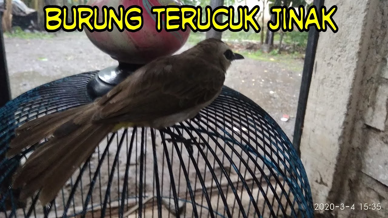 Burung trucuk jinak - YouTube