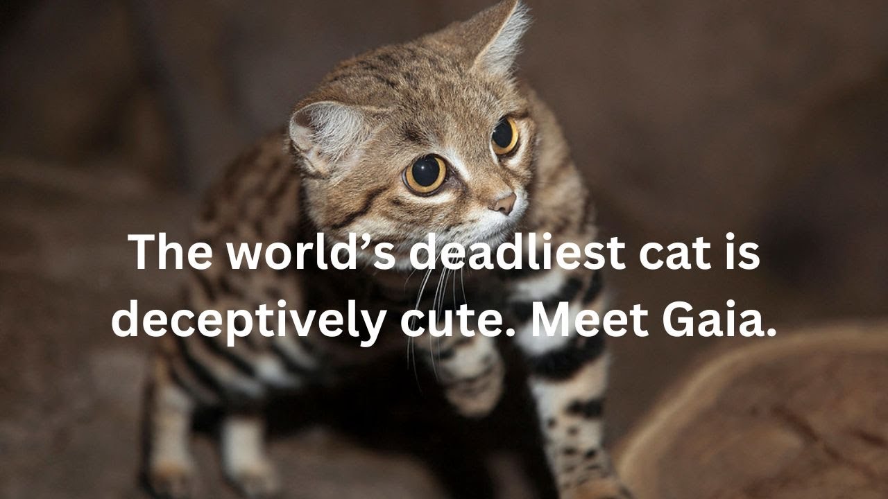 The world’s deadliest cat is deceptively cute. Meet Gaia. #king_charles ...