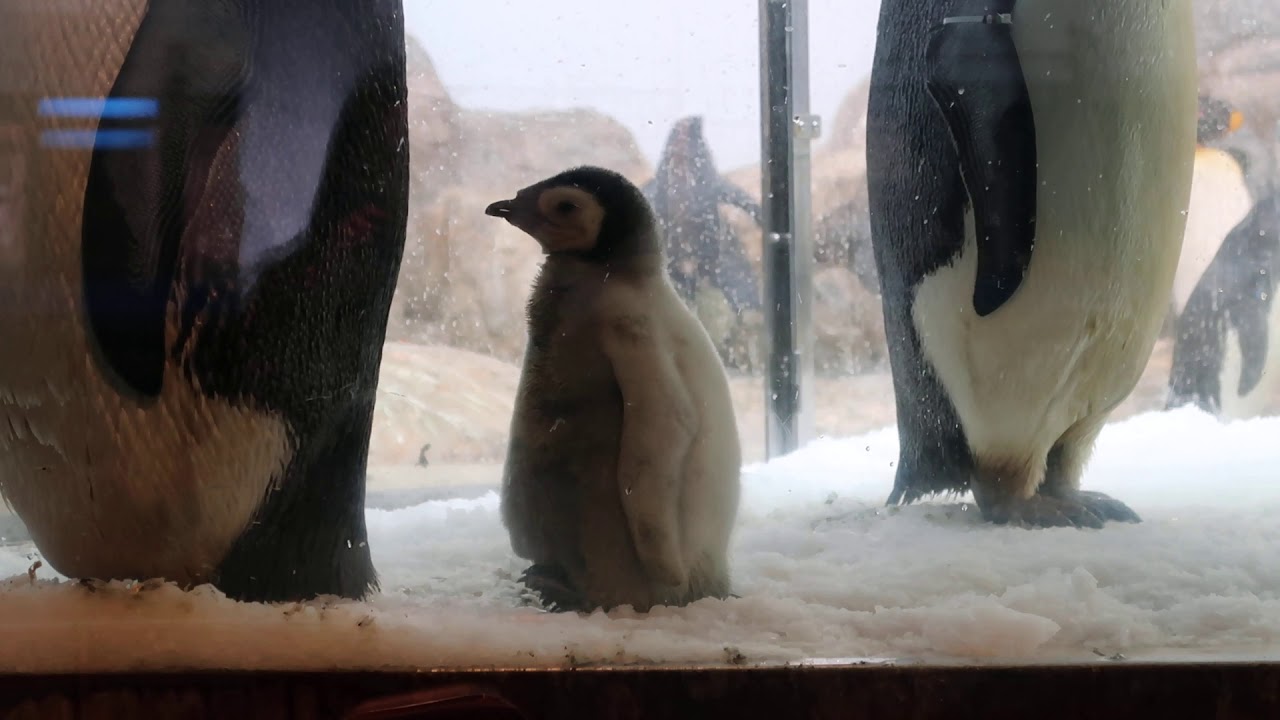 #3-17 Nov 2020 penguin at Adventure world, Japan - YouTube