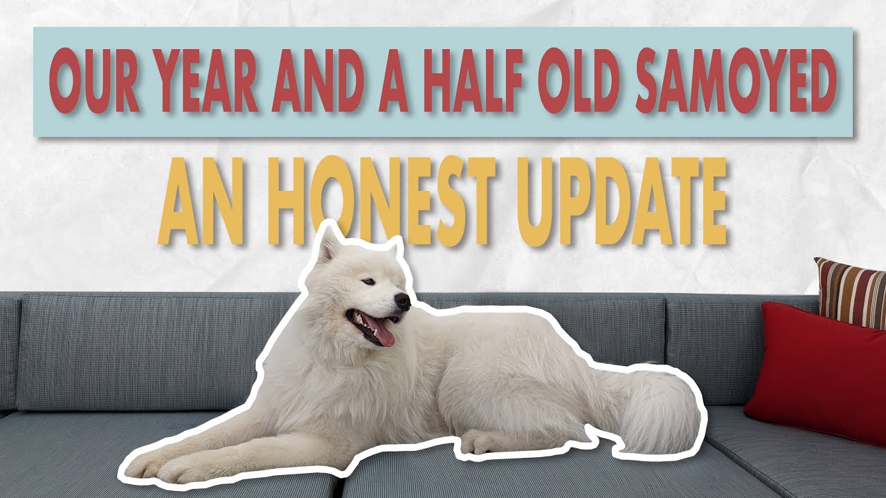 Our Year and a Half Old Samoyed: An Honest Update | Behavior & Training ...