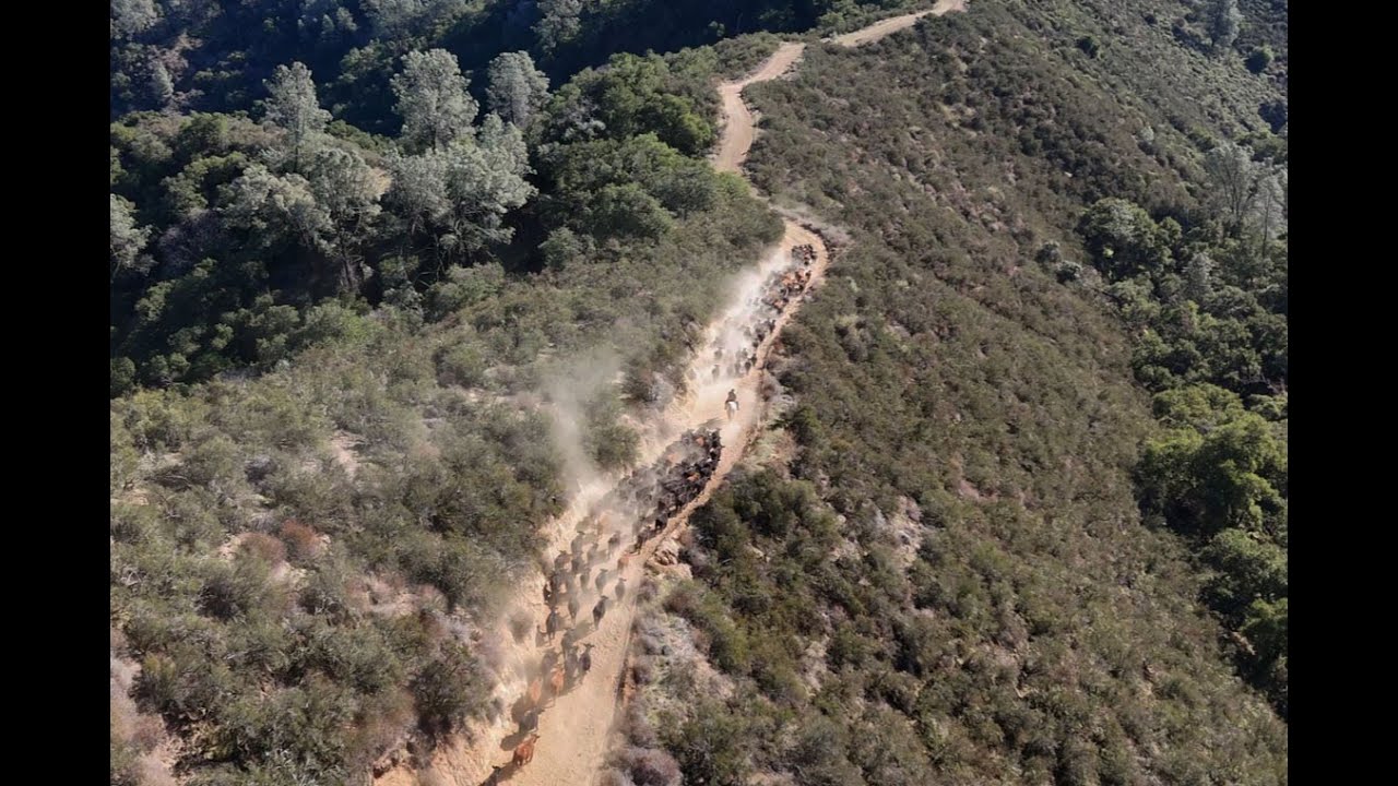 Cattle Drive - Gabilan Ranch to Paicines Ranch, January 2025 - YouTube