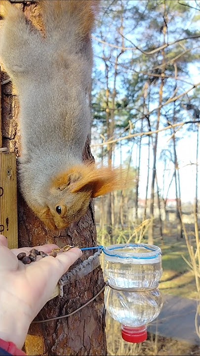 🐿Завтрак под пение птиц Youtube