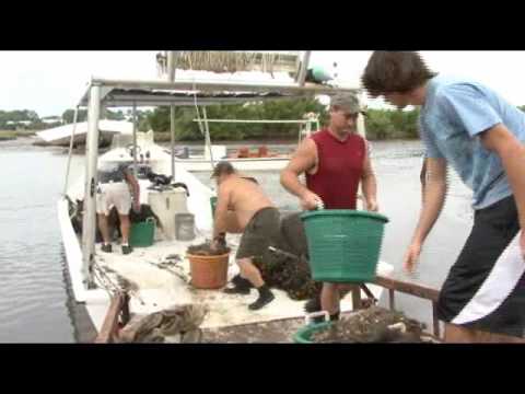 Clam farming in Cedar Key, Florida - YouTube
