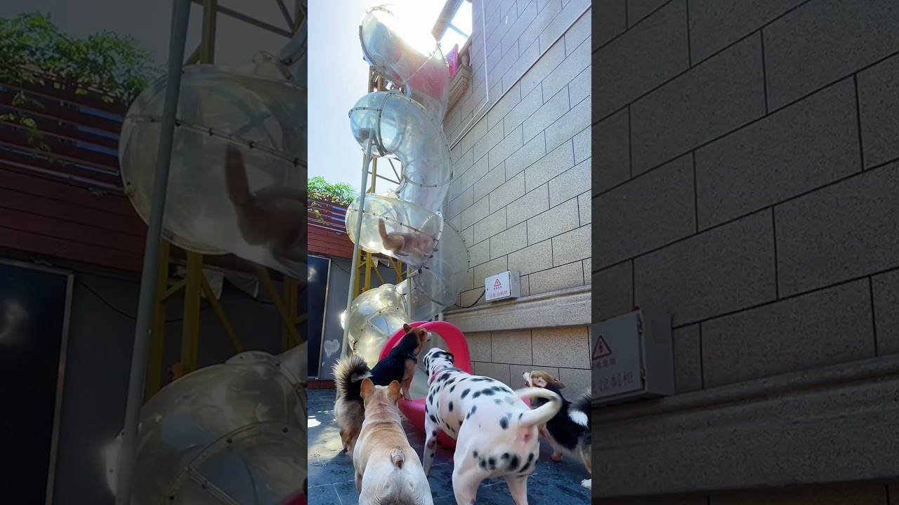 These Dogs Love Taking a Ride Down Their Slide