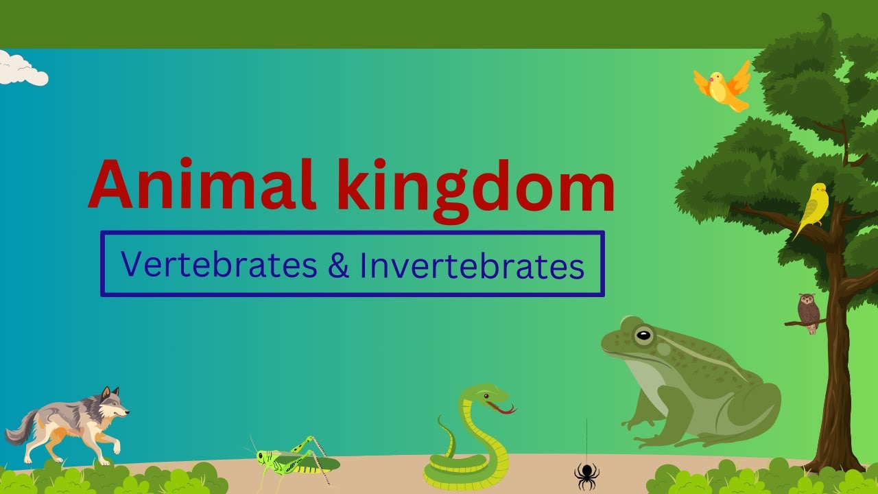 Classification of Vertebrates & Invertebrates | Animal kingdom | Grade ...