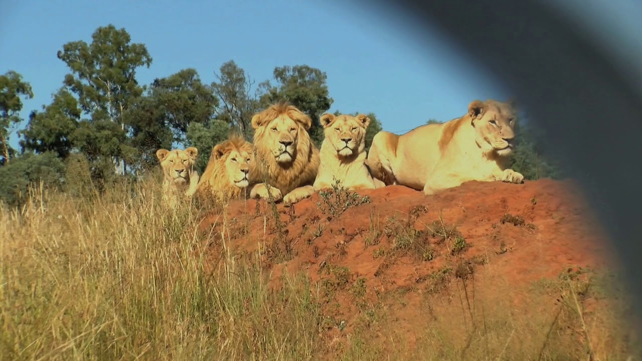 Human cage lion experience Summertime - YouTube