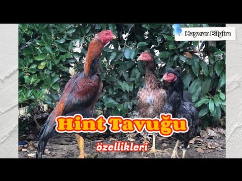 Hint tavuk özellikleri _ Hint tavukları hakkında bilgiler!! #tavuk #horoz #keşfet
