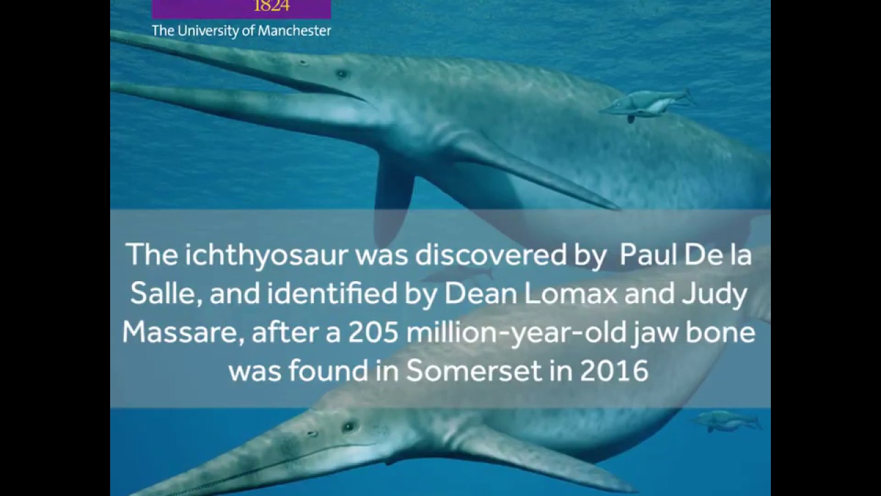 The Largest Animal Ever? Giant Ichthyosaur as big as a Blue Whale - YouTube