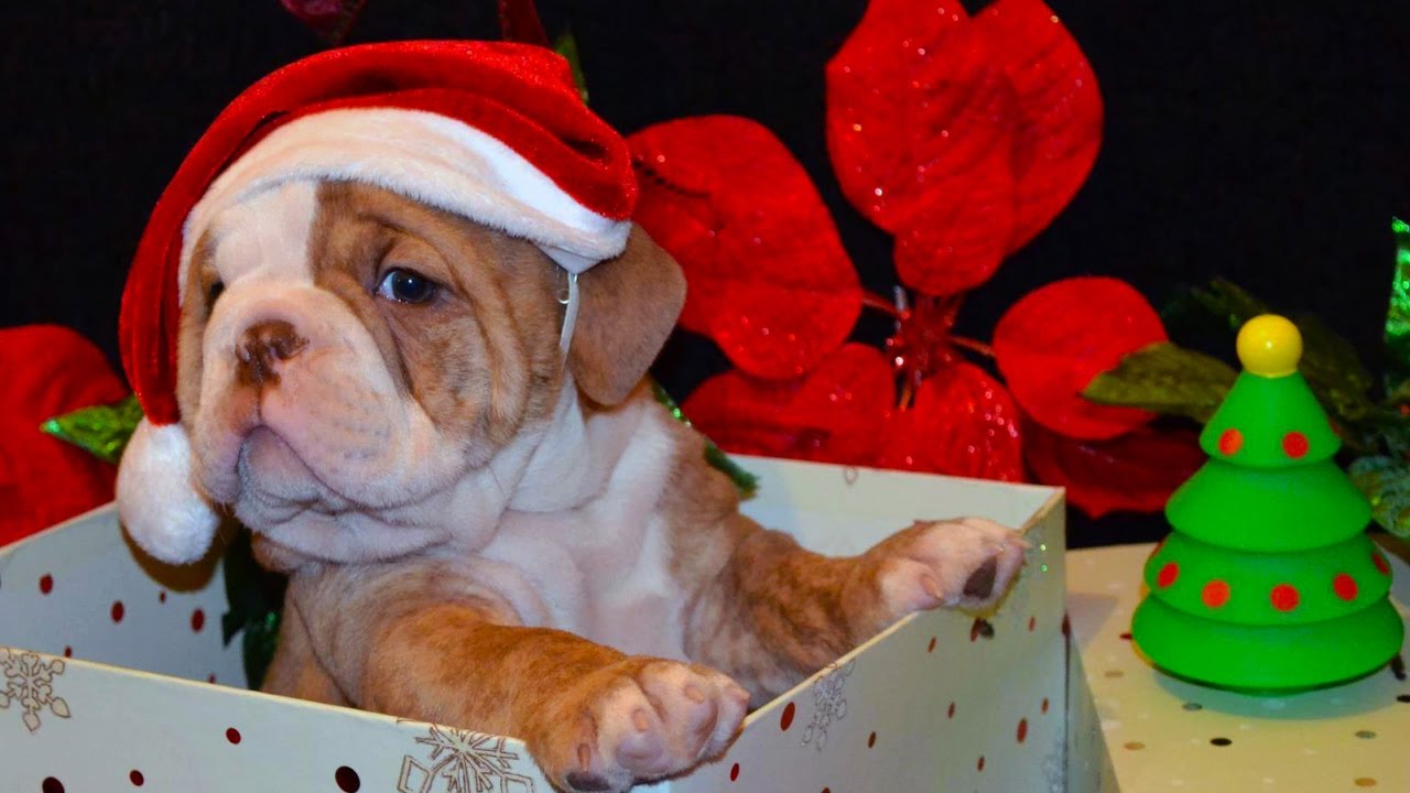 Joyeux Noël, Chiots Mignons Chiot Mignon Heureux Positif Chien Spitz