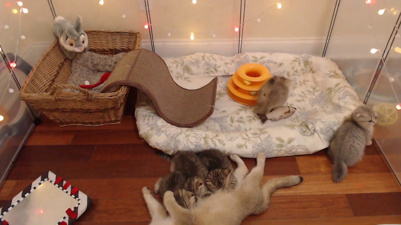 LIVE STREAM - Kittens - YouTube