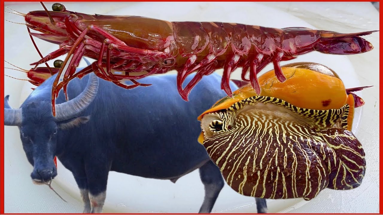 sea snails, buffalo meat, sea shrimp, salmon, delicious recipes ...