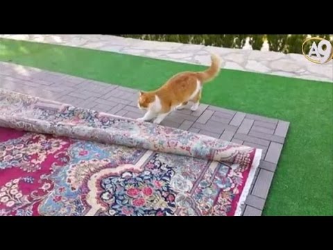 Adnan Oktar'ın kedisi Sarman'ın bahçedeki halıyla maceraları