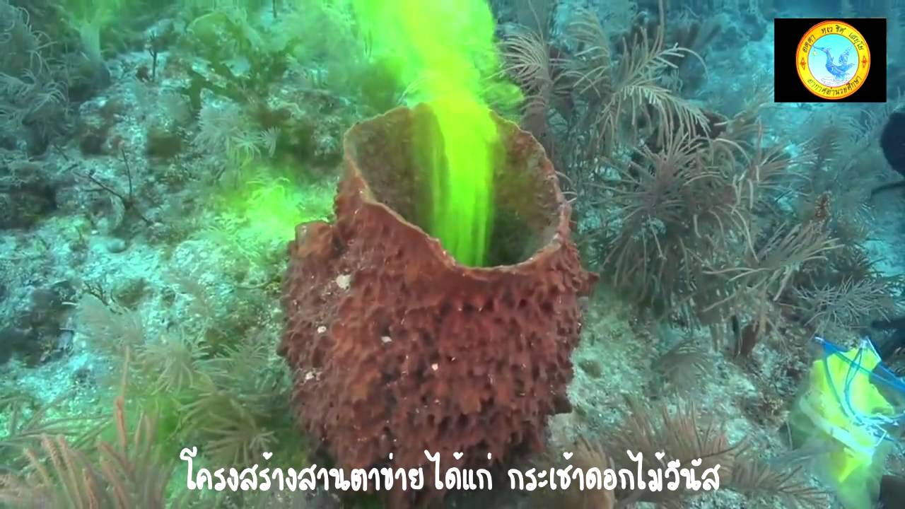 พอริเฟอรา (porifera) : Spongebob [OFFICAL MV] - YouTube
