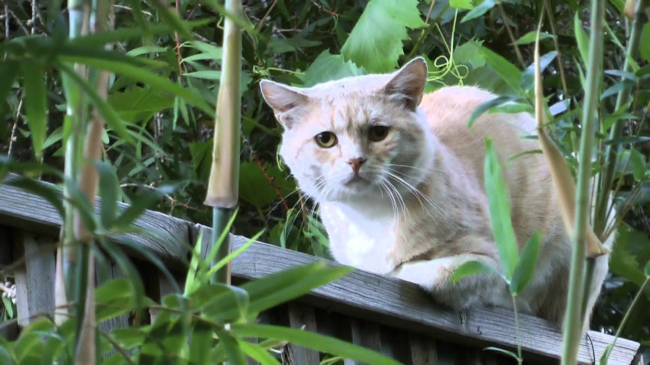 droopy eyelid cat - YouTube