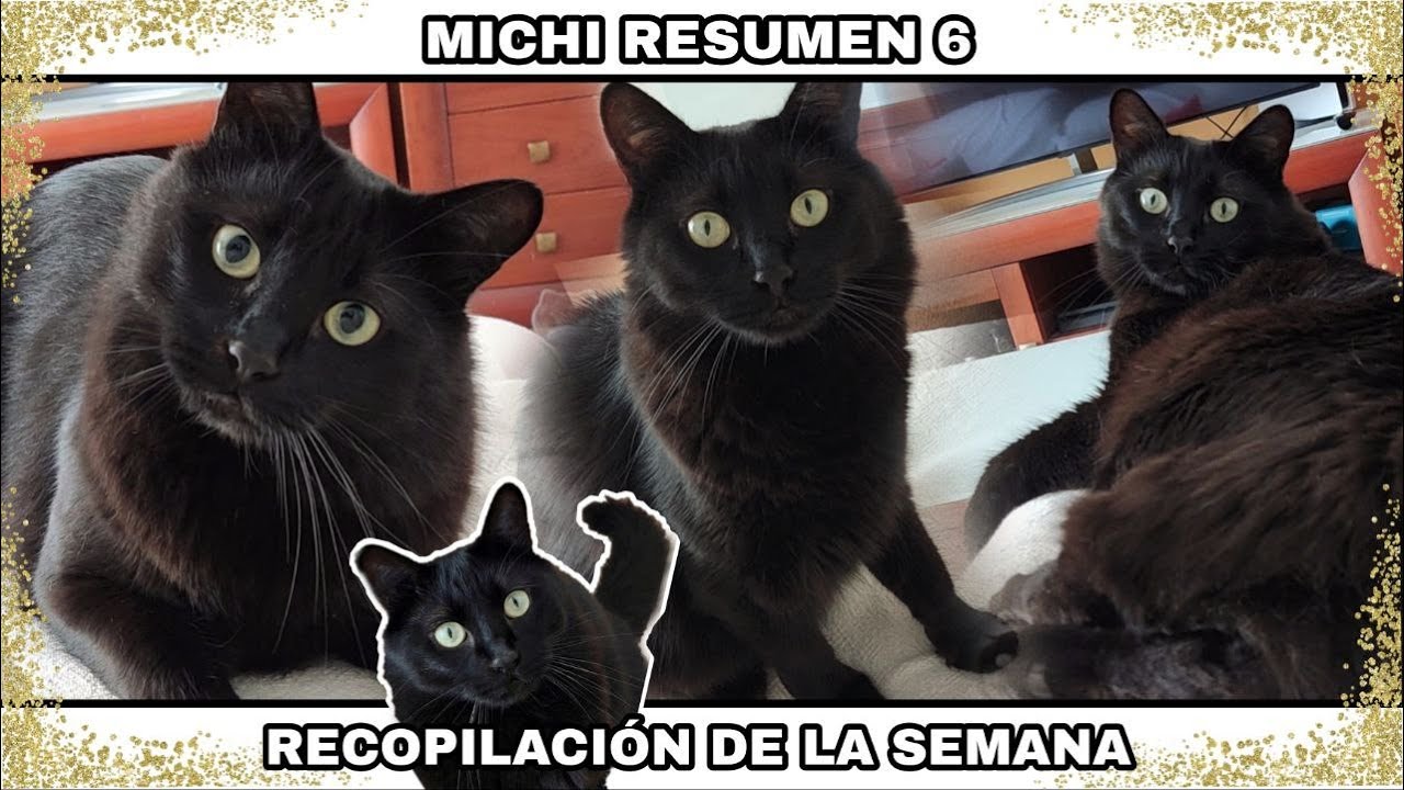 MICHI RESUMEN 6 Recopilación de la semana - YouTube