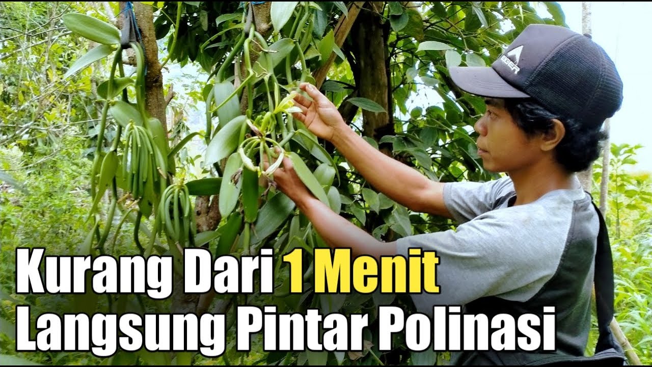 PANDUAN LENGKAP CARA POLINASI BUNGA VANILI LANGSUNG DARI AHLINYA ...