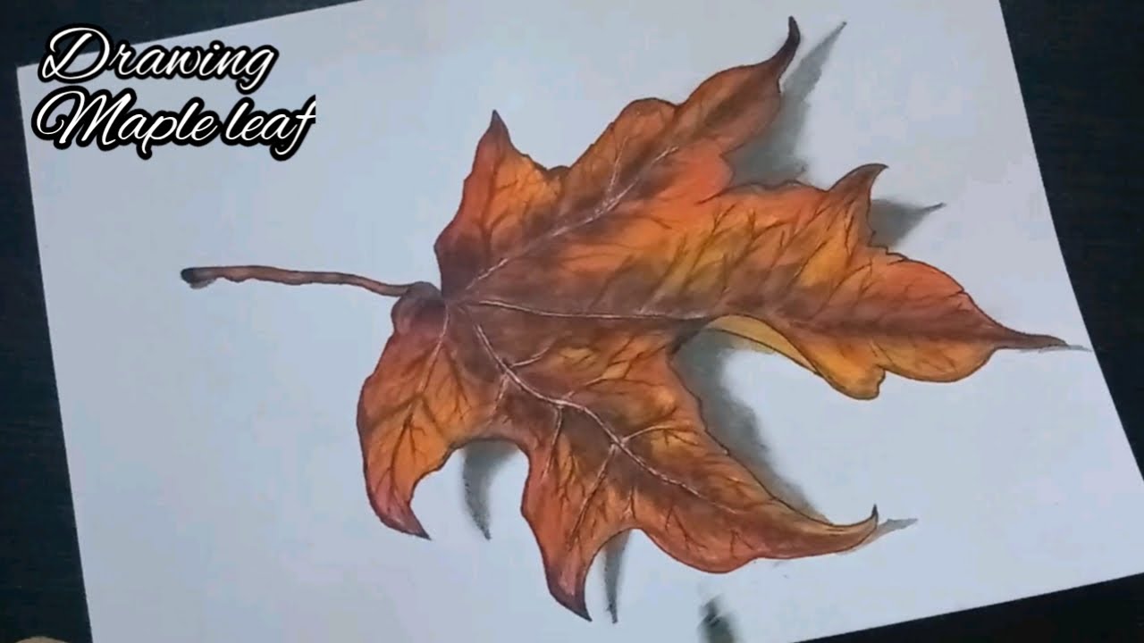 CARA MENGGAMBAR DAUN MAPLE 3D Daun kering (How to draw Maple leaf ...