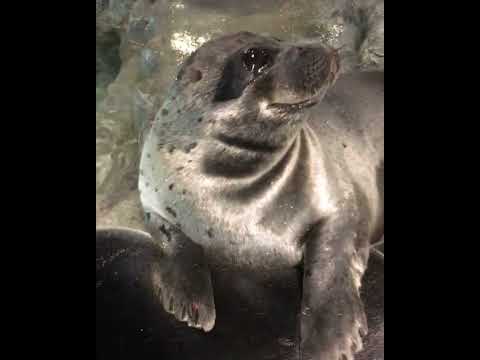 Seal video archive museum: cute baby baikal seal surprised at aquarium ...
