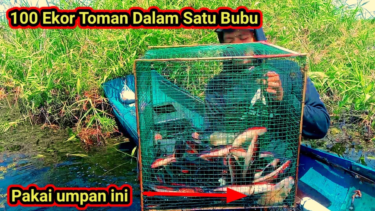 Umpan Bubu Paling Jitu Untuk Menangkap Anak Toman || pasang bubu - YouTube