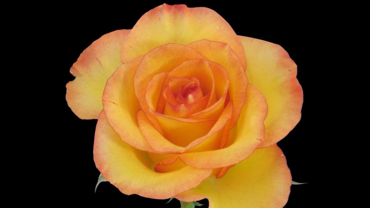 Rose Blooming Time Lapse - YouTube