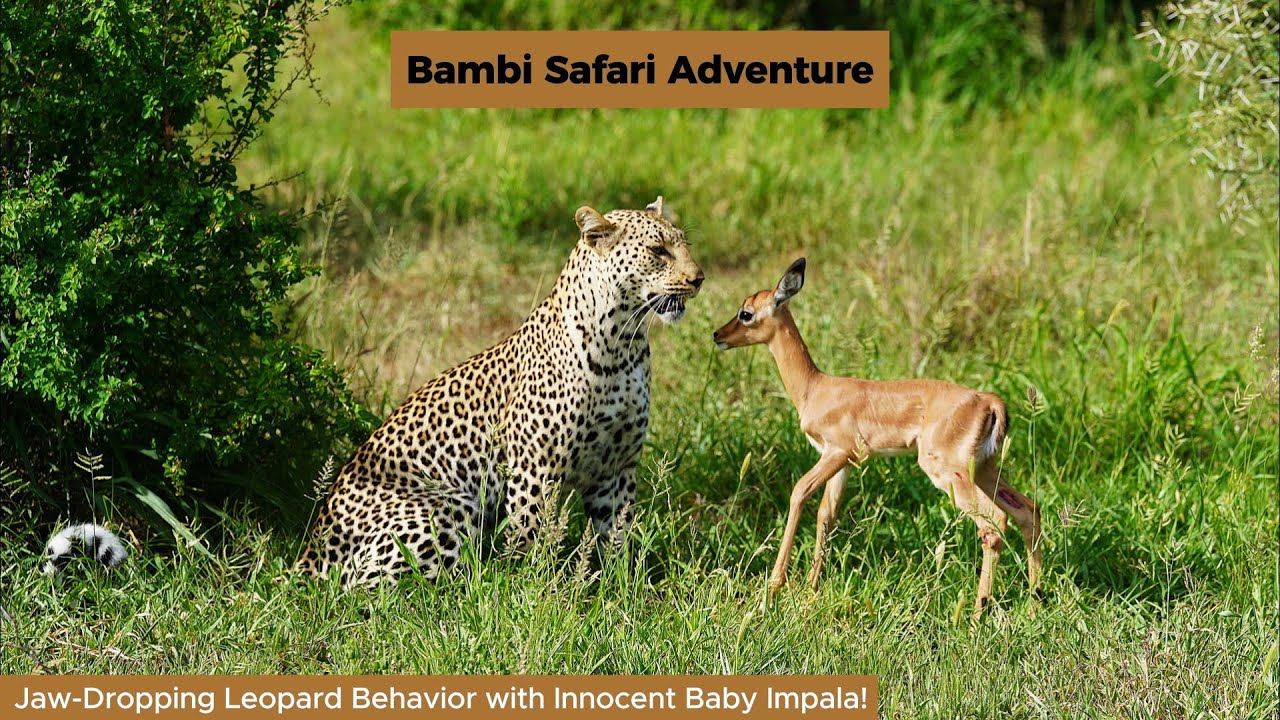 Jaw-Dropping Safari Adventure: Leopard forms a Bond with a Baby Impala ...