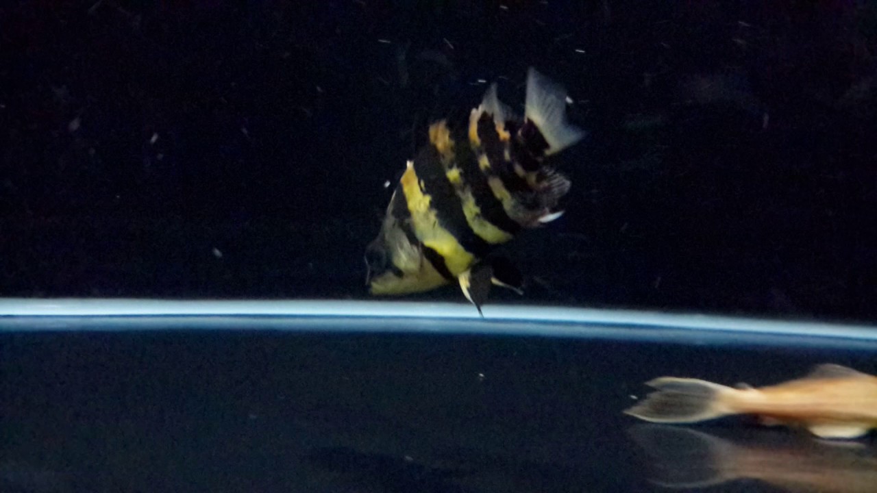 Datnioides campbelli New Guinea Tiger Perch / Papua Datz - YouTube