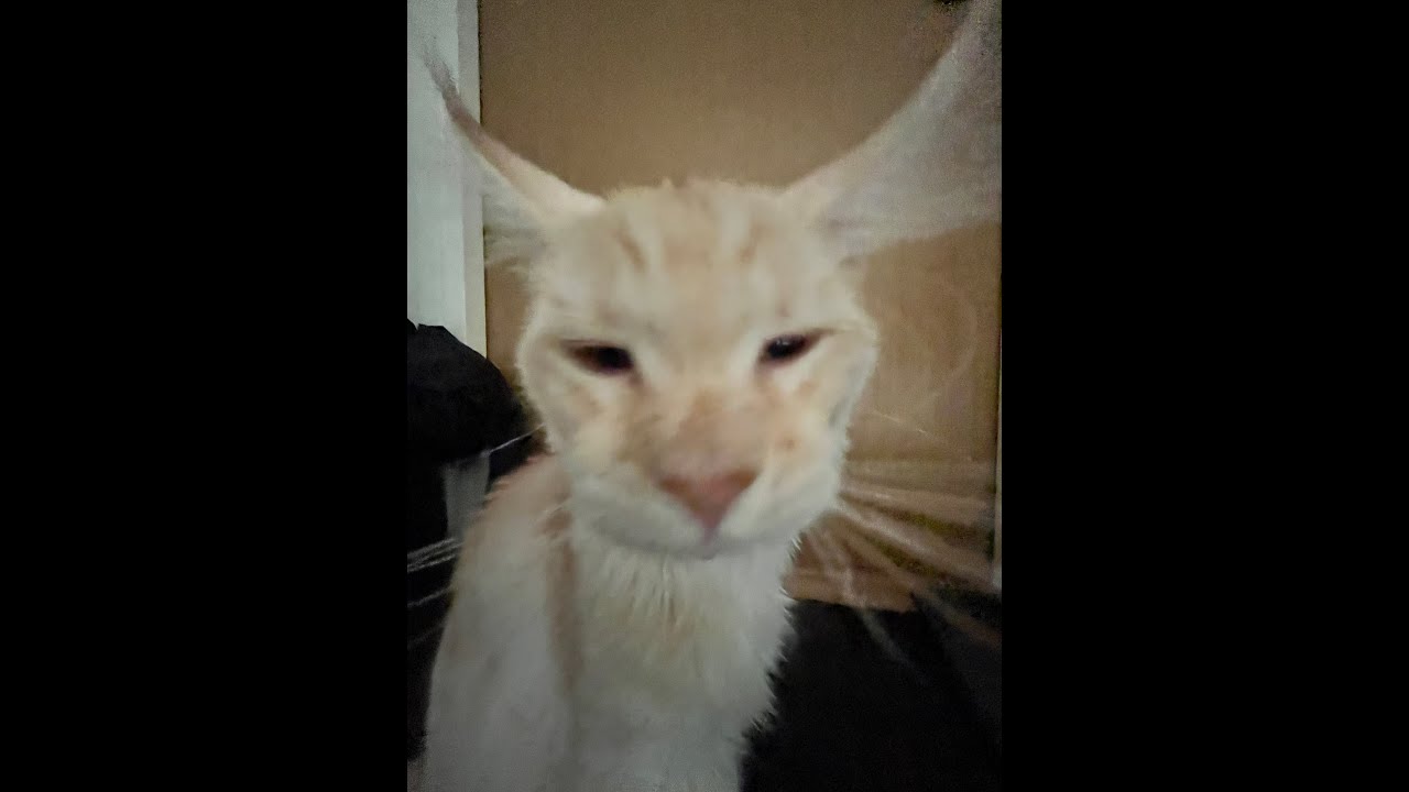 Agonia Montage | The Fo Five - Ramirez - YouTube