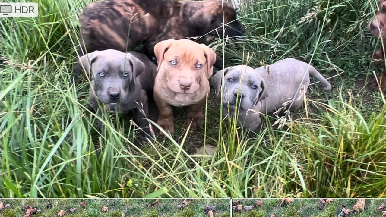 Olympicdogs: Mastiff hybrid pups for sale. "Bogan x Tritoe" @ 7 wks ...