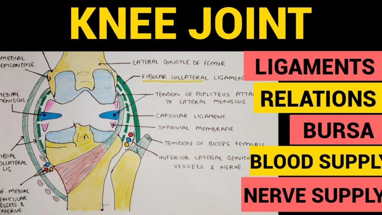 Knee Joint Anatomy - 1 | Ligaments | Relations | Bursa | Blood and ...