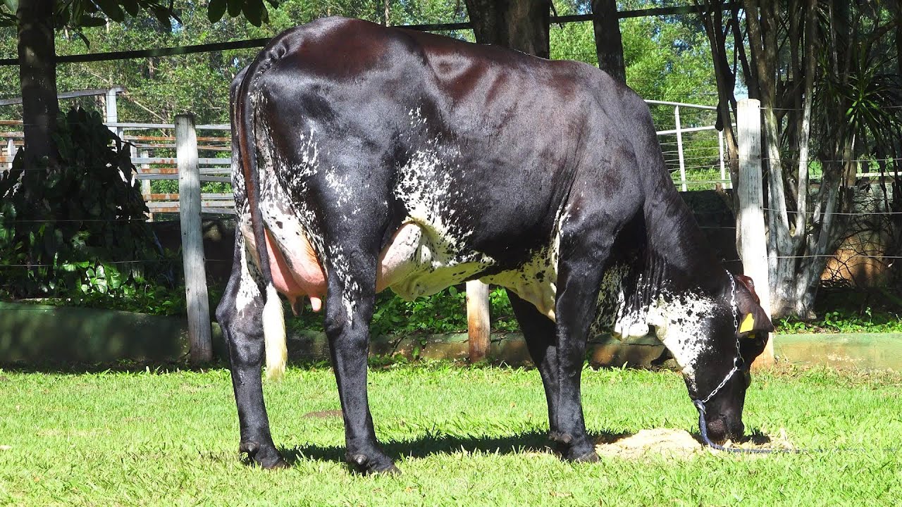 LOTE 21 ANTIGA FIV DOBBY SANTA LUZIA 5771CE - YouTube