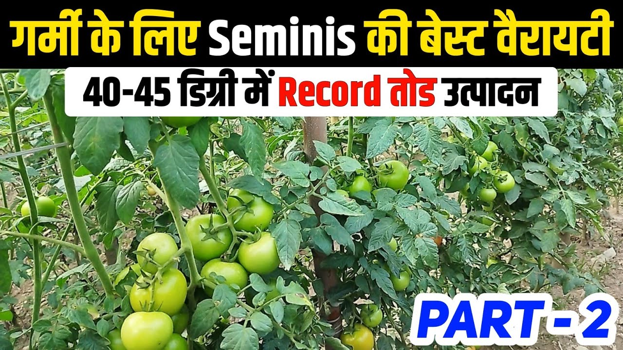 गर्मी के लिए Seminis की टॉप टमाटर की वैरायटी | Top best variety of ...