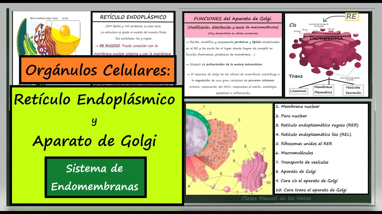 Retículo Endoplásmico y Aparato de Golgi. Sistema de Endomembranas. LA ...