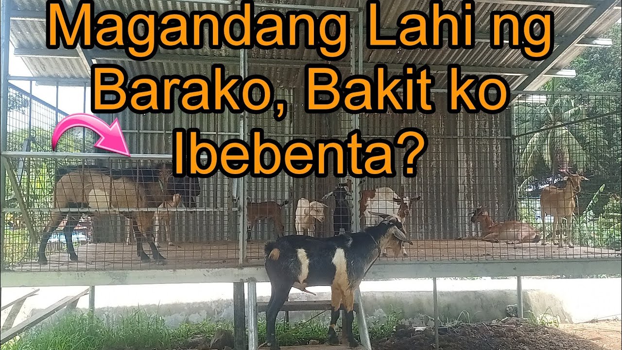 Goat series#53 Dahilan kung bakit ko ibebenta ang agresibo at magandang ...
