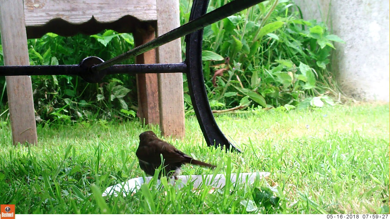 Robin and sparrow feeding - YouTube