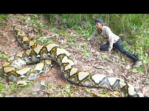 DETIK-DETIK SERANG4N MONSTER ULAR PYTHON TERKU4T SAMPAI HARUS DI TEB4S ...