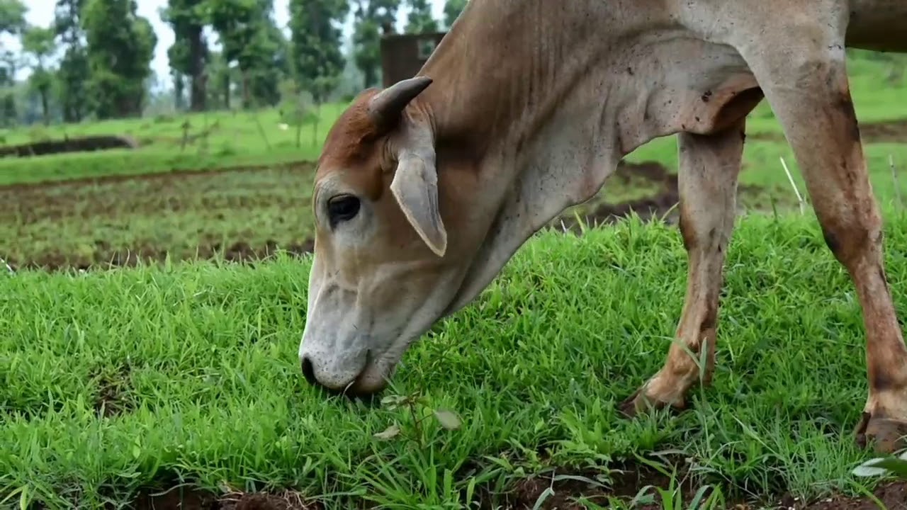 Beauty of dang - YouTube