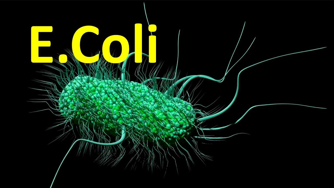 1 số thù hình của vi khuẩn ecoli - YouTube