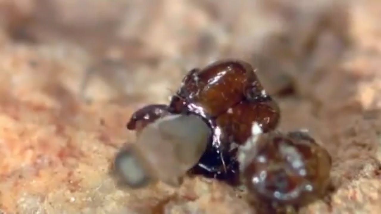 LALAT INI LAHIR DARI KEPALA SEMUT - YouTube