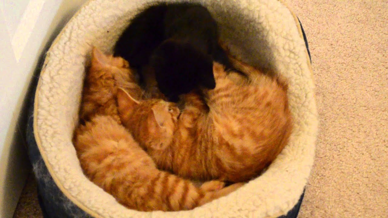 Rescue kittens squirming in their borrowed bed - YouTube