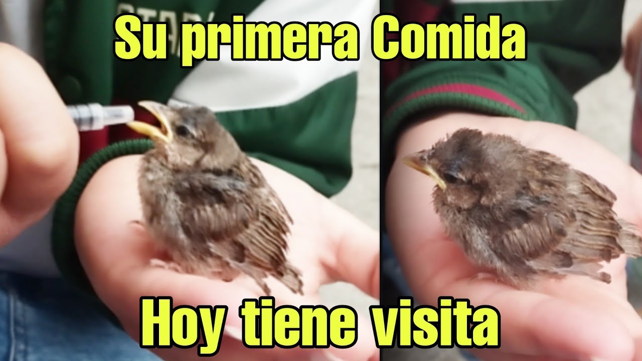 Vlog 2 | Rambo El GORRION Superviviente | Su Primera Comida - YouTube